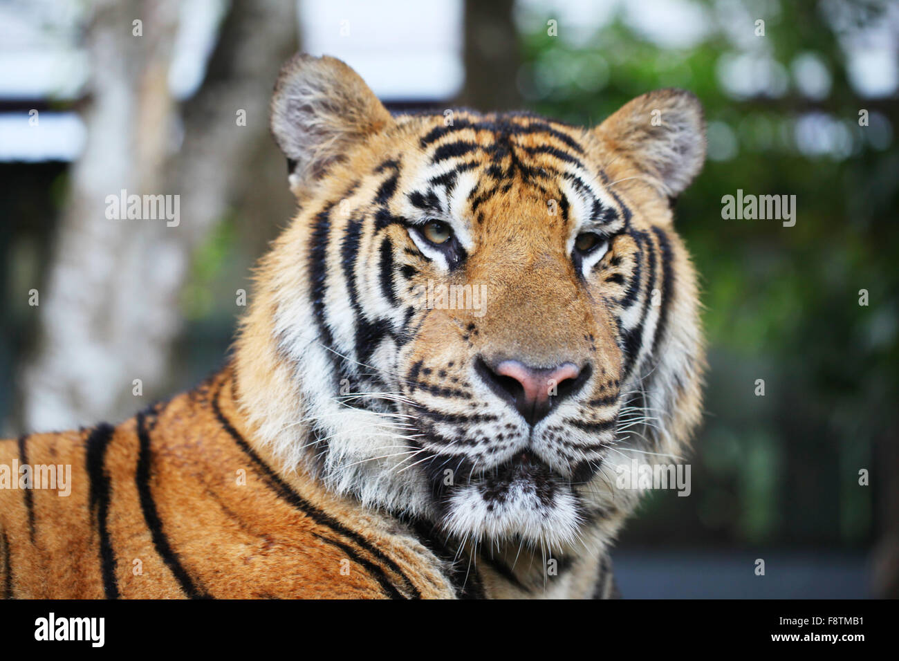 Portrait of Siberian tiger outdoors close up Stock Photo - Alamy