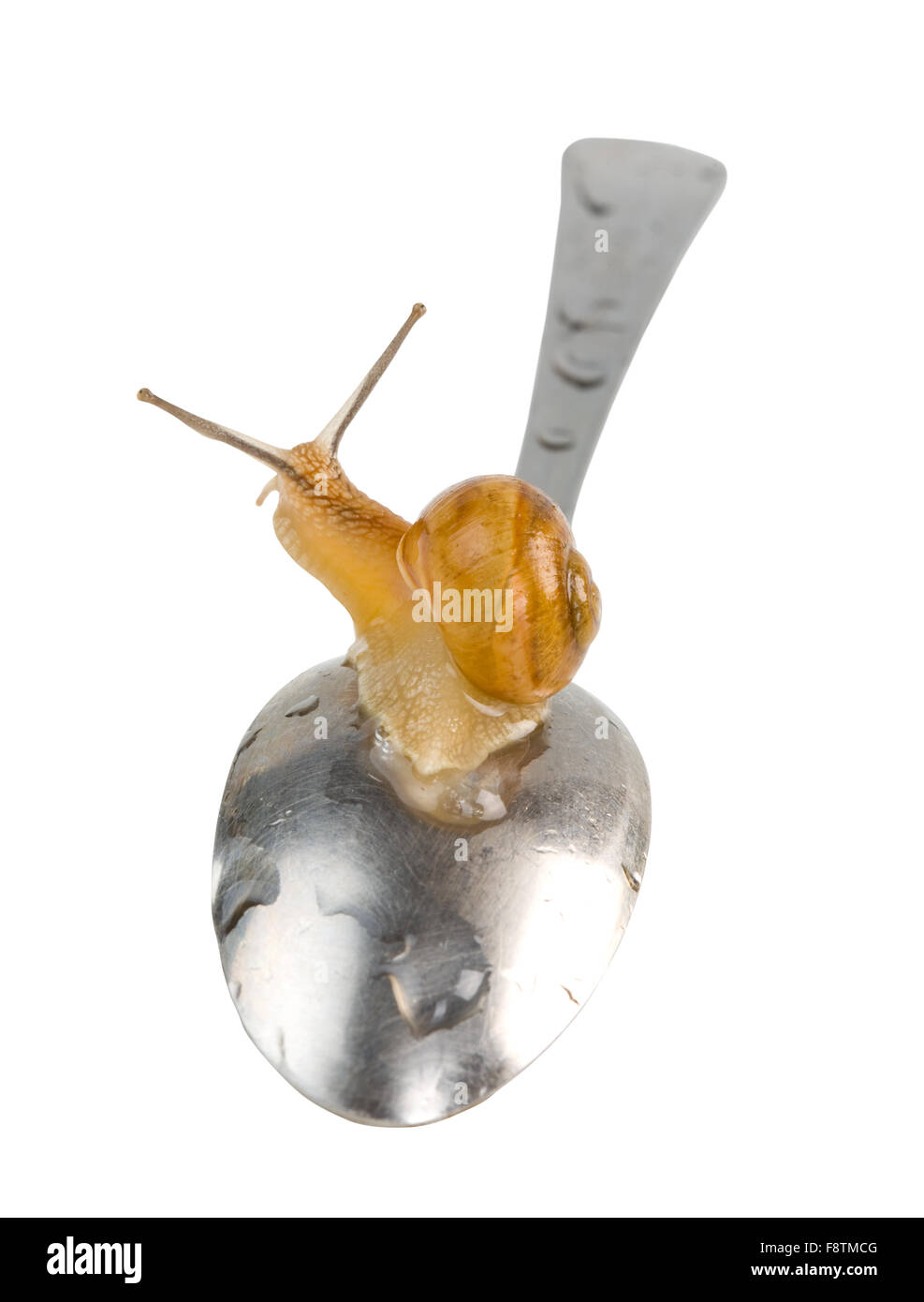 Real snail hi-res stock photography and images - Alamy