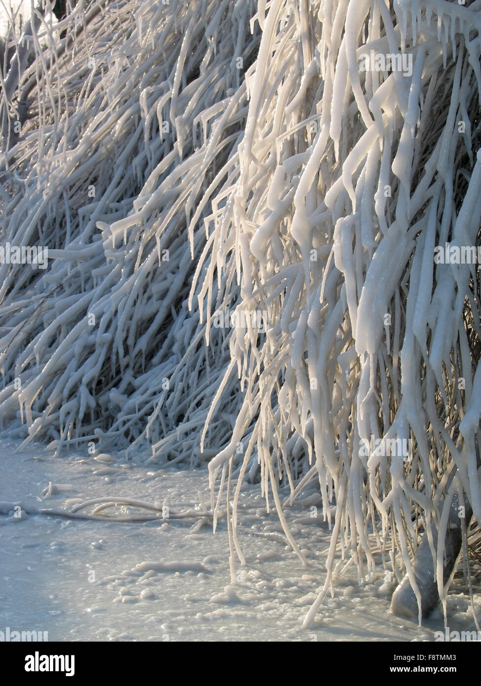 Frozen tree in water Stock Photo - Alamy