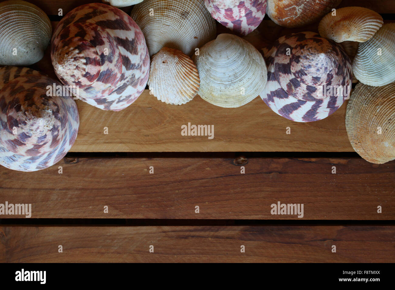 Shabby shell hi-res stock photography and images - Alamy