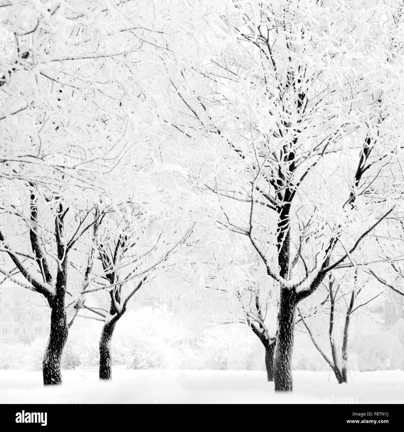 Hoar frost trees Black and White Stock Photos & Images - Alamy
