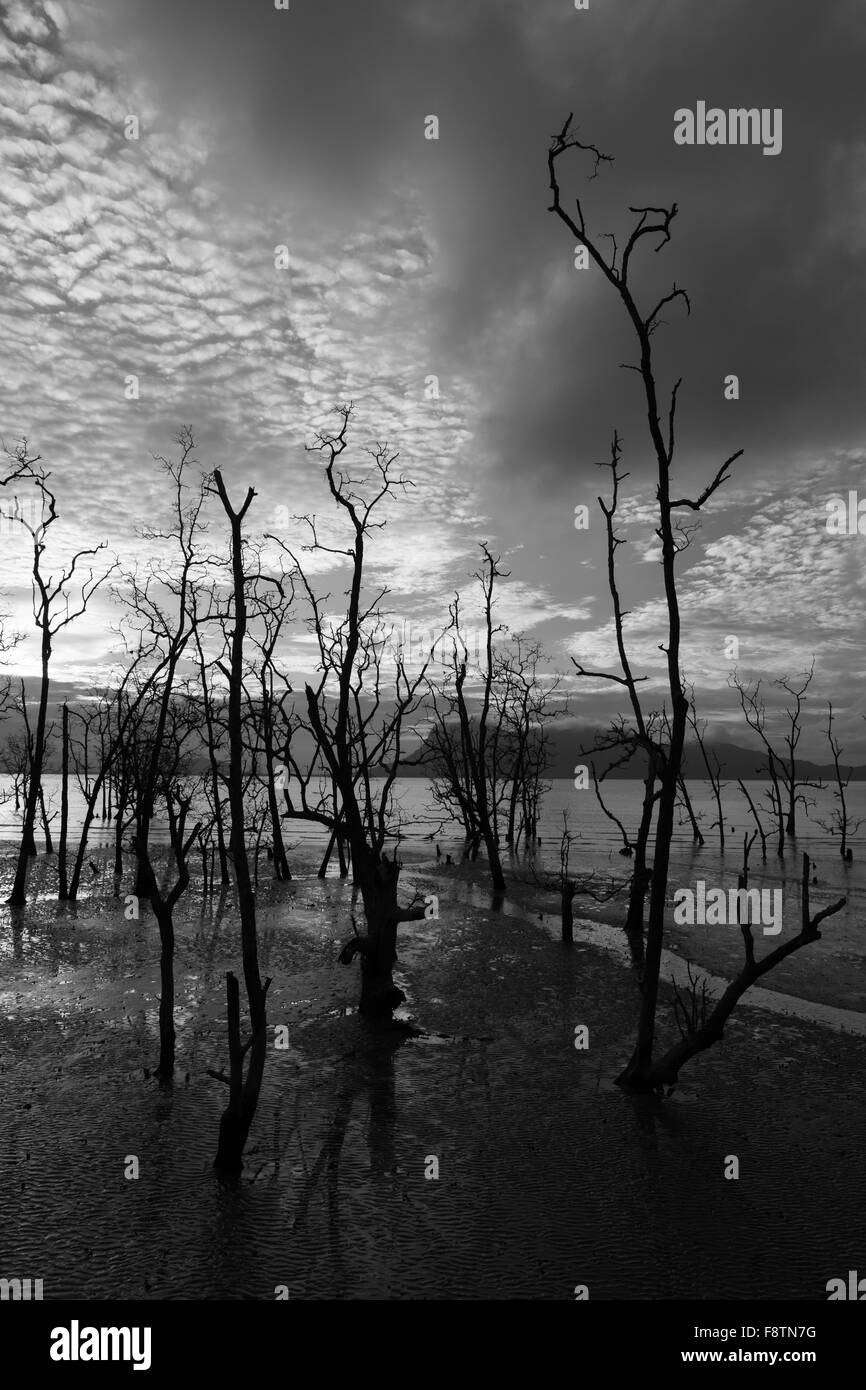Dead trees in swamp Black and White Stock Photos & Images - Alamy