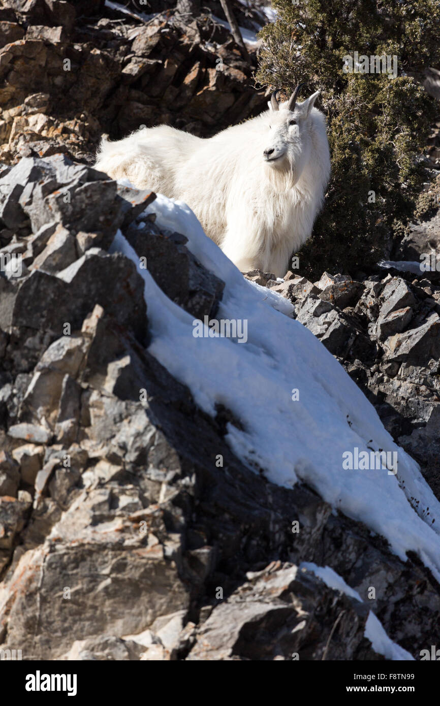 Goats Falling Off Cliffs