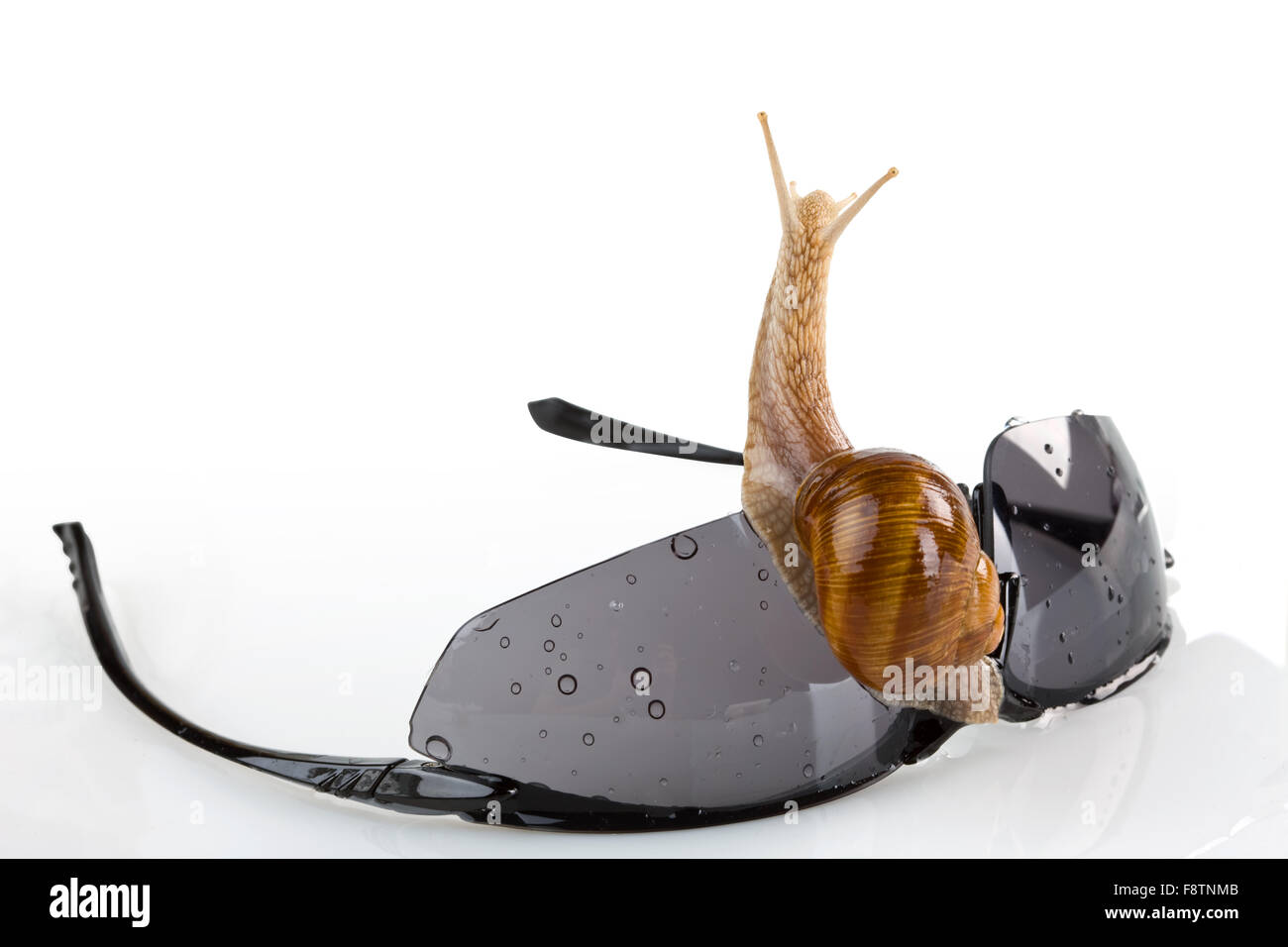 Real snail hi-res stock photography and images - Alamy