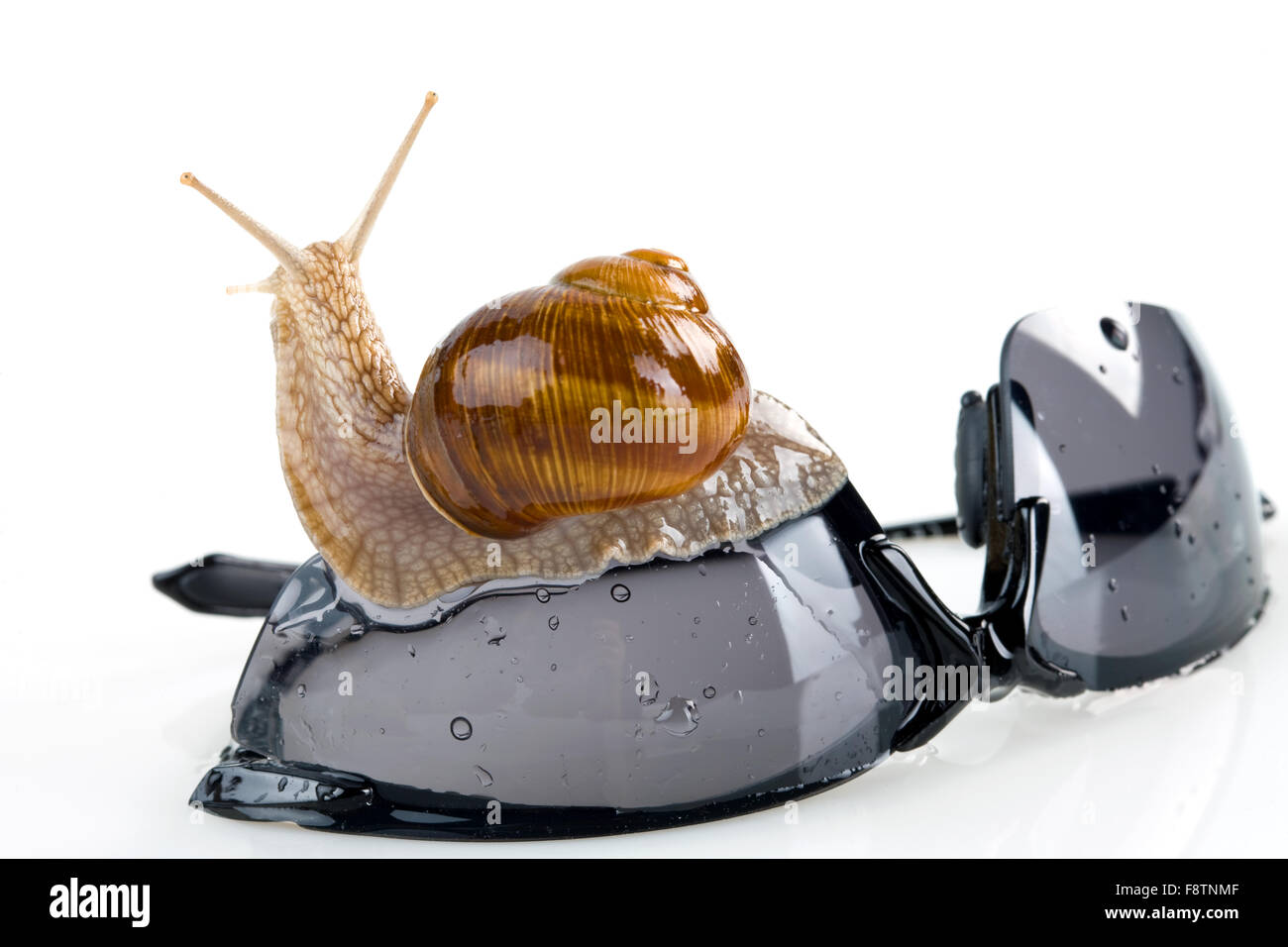 Real snail hi-res stock photography and images - Alamy