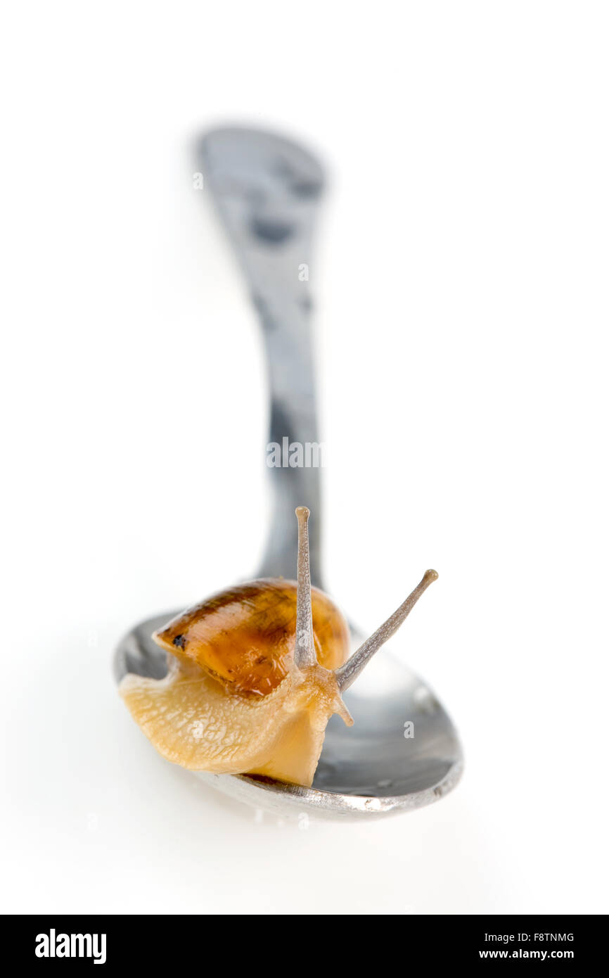 Real snail hi-res stock photography and images - Alamy