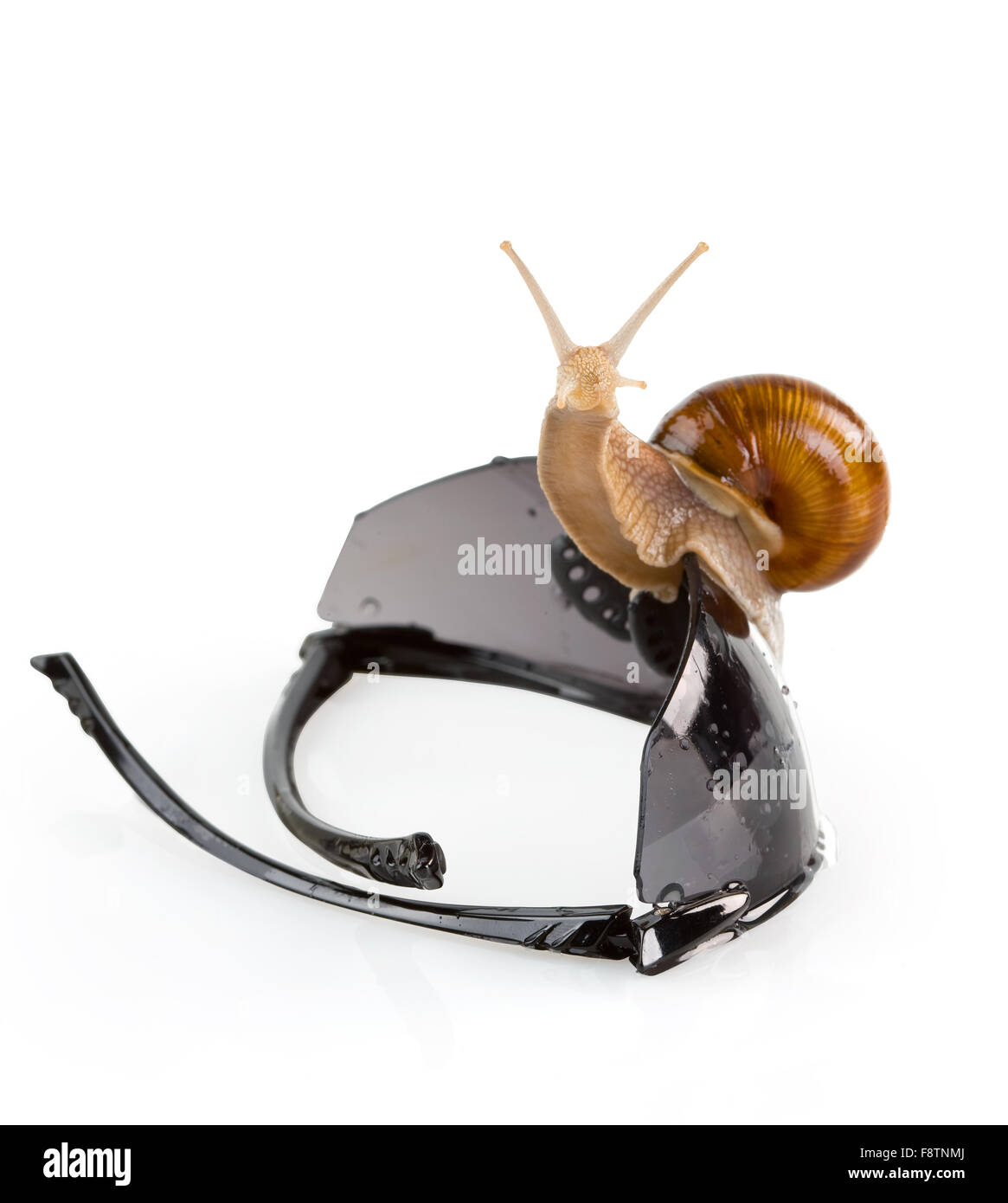 Real snail hi-res stock photography and images - Alamy