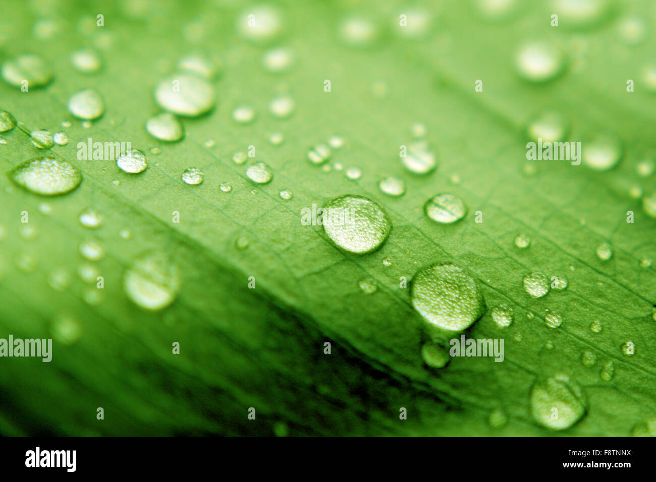Drops on green Stock Photo - Alamy