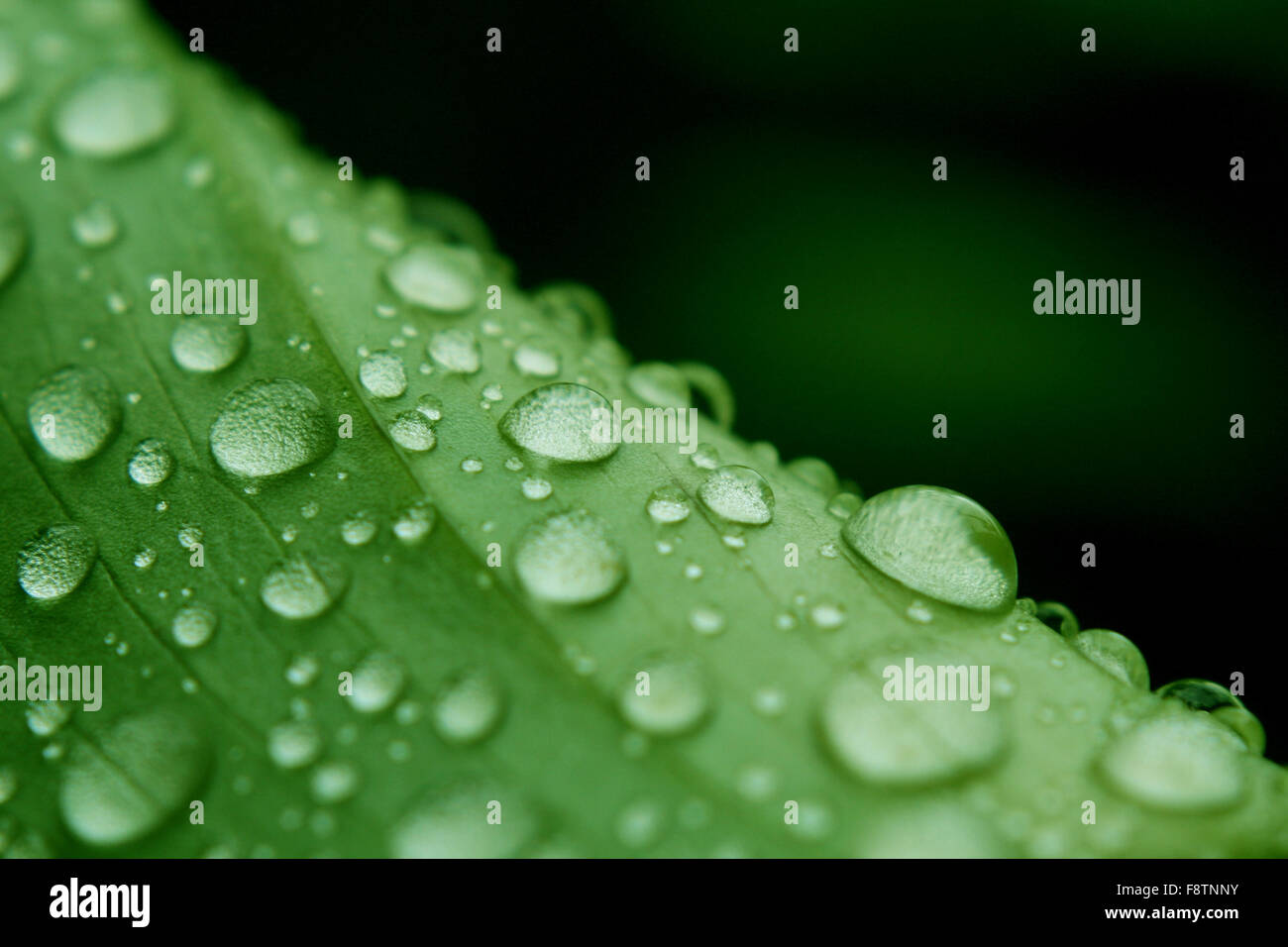 Drops on green Stock Photo - Alamy