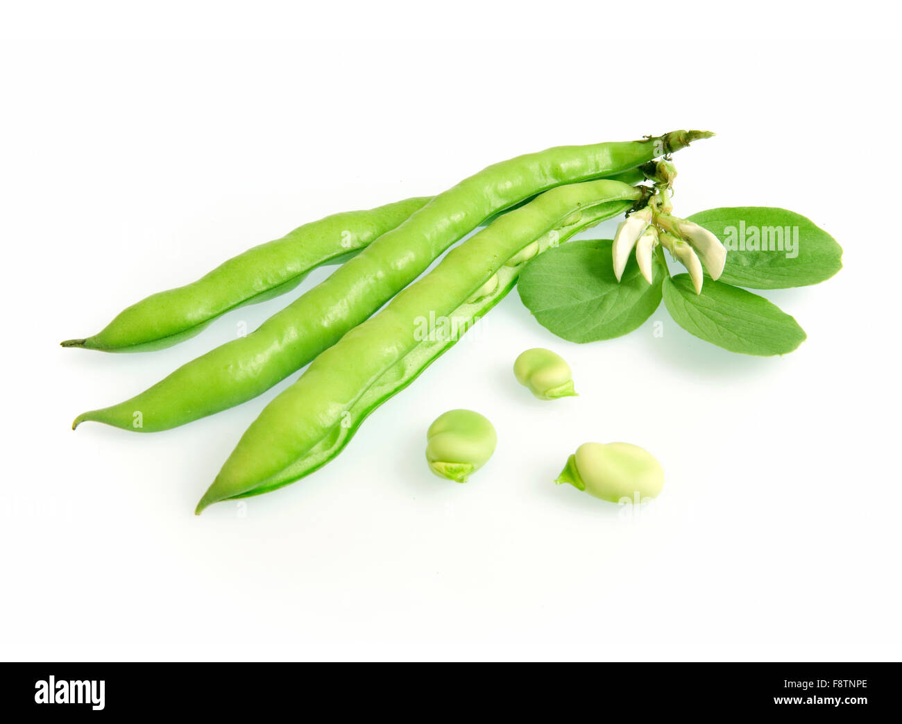 Haba bean hi-res stock photography and images - Alamy