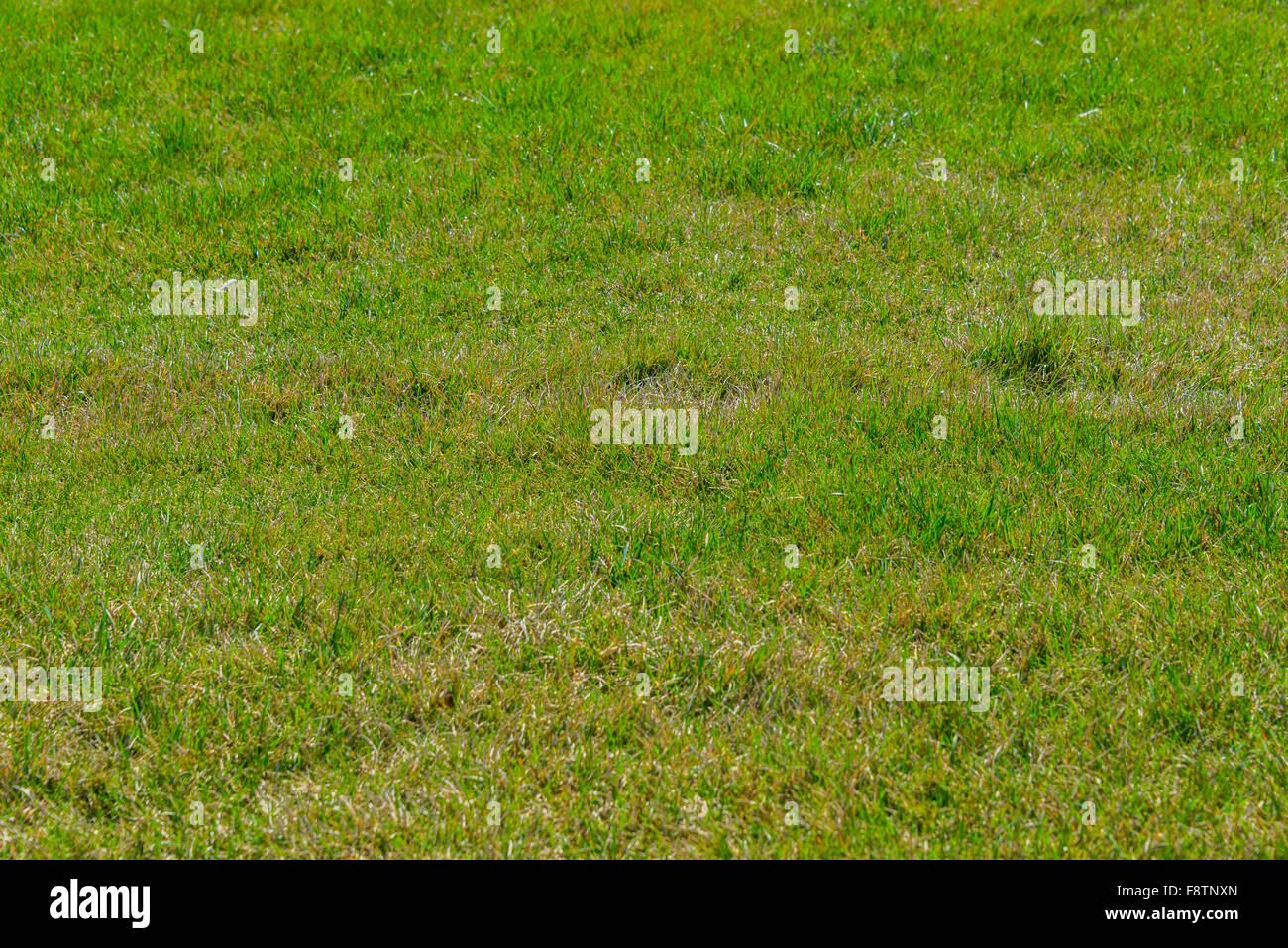 Close up of green grass for your background Stock Photo - Alamy