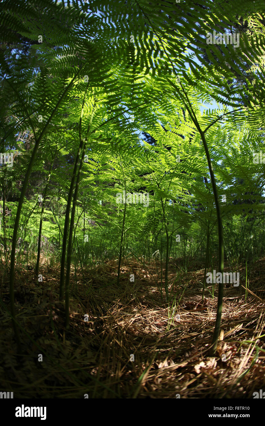 Miniature Fern Forest Amongst Fallen Pine Tree Needles Stock Photo - Alamy