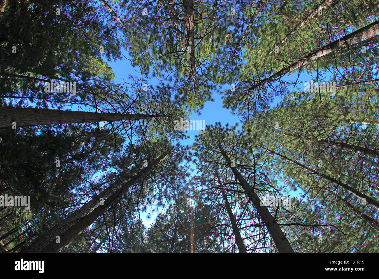 Extremely Tall Pine Trees in Nature Stock Photo - Alamy