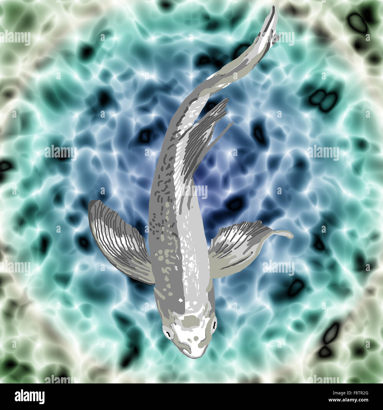 Silver Butterfly Koi Stock Photo - Alamy