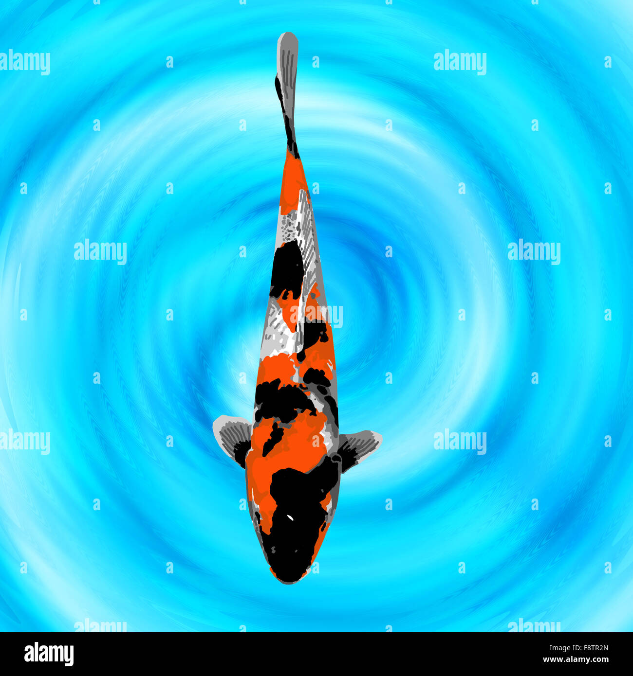 Baby tri-color koi Stock Photo - Alamy