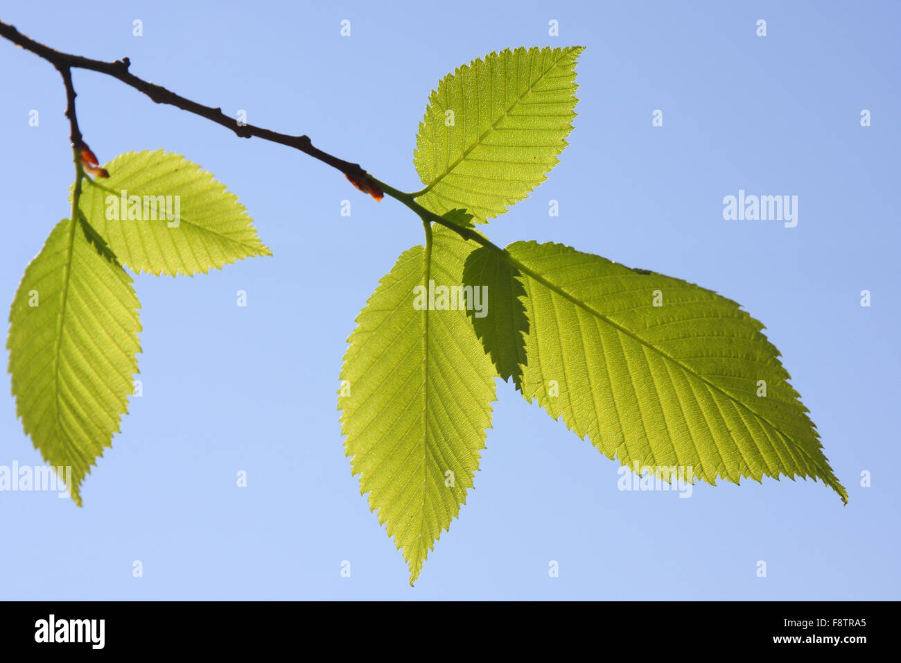 Green sheet hi-res stock photography and images - Alamy