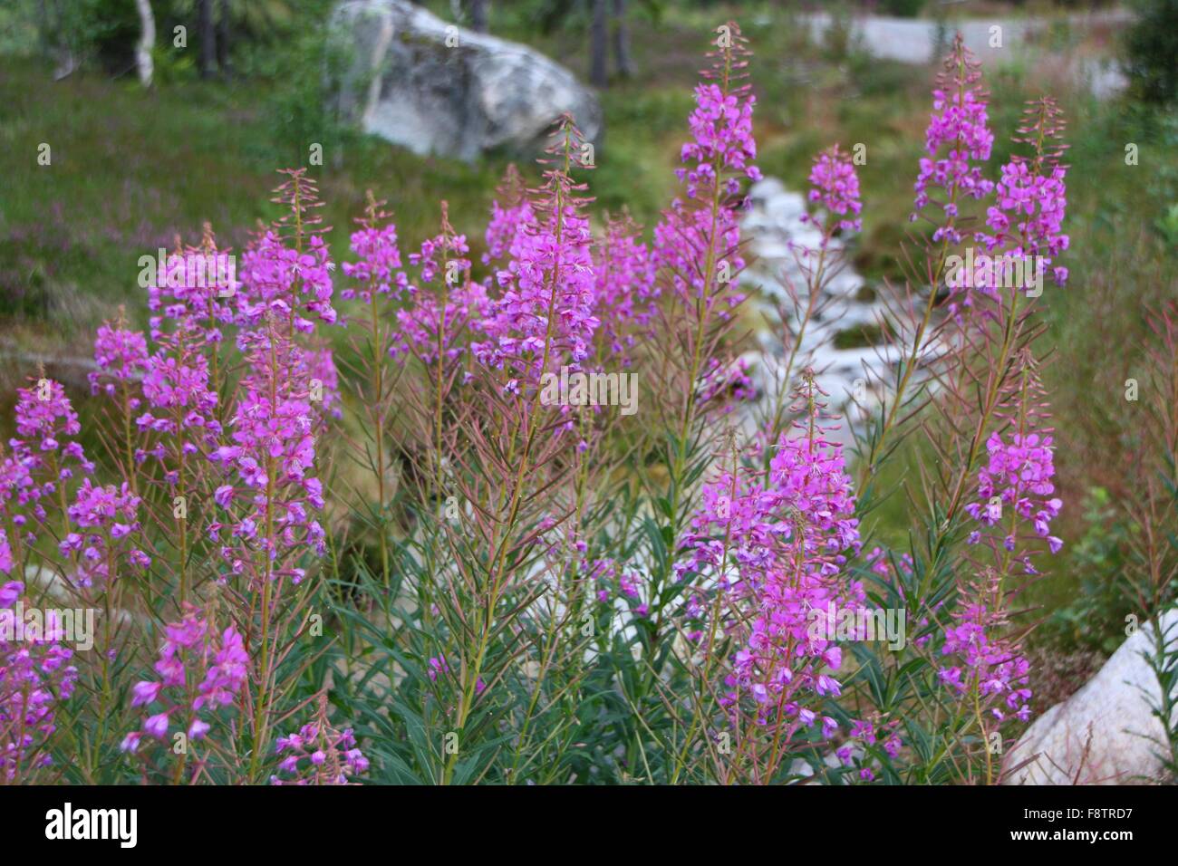 Rose bay willowherb hi-res stock photography and images - Alamy