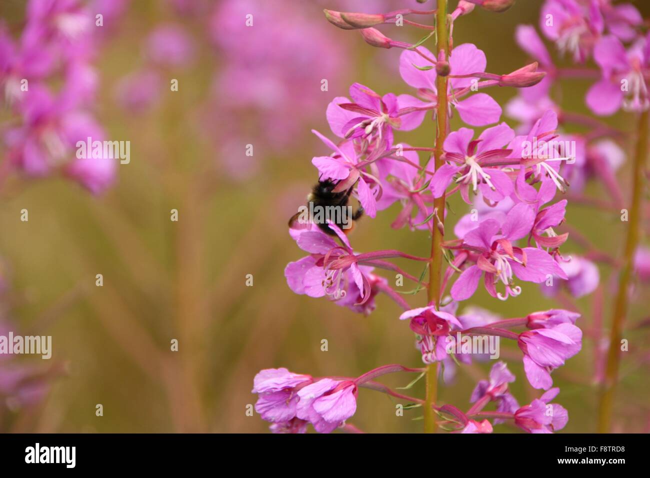 Geitrams hi-res stock photography and images - Alamy