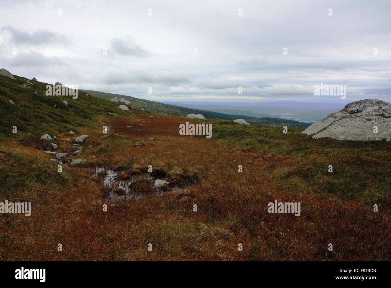 Swamp in the mountains of Norefjell Stock Photo - Alamy