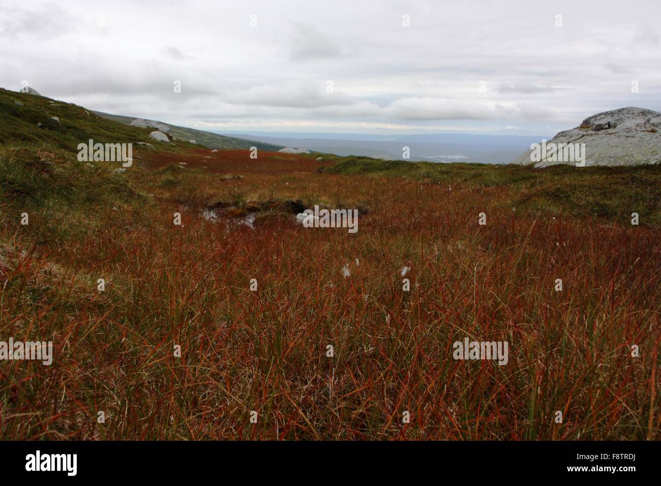 Swamp in the mountains of Norefjell Stock Photo - Alamy