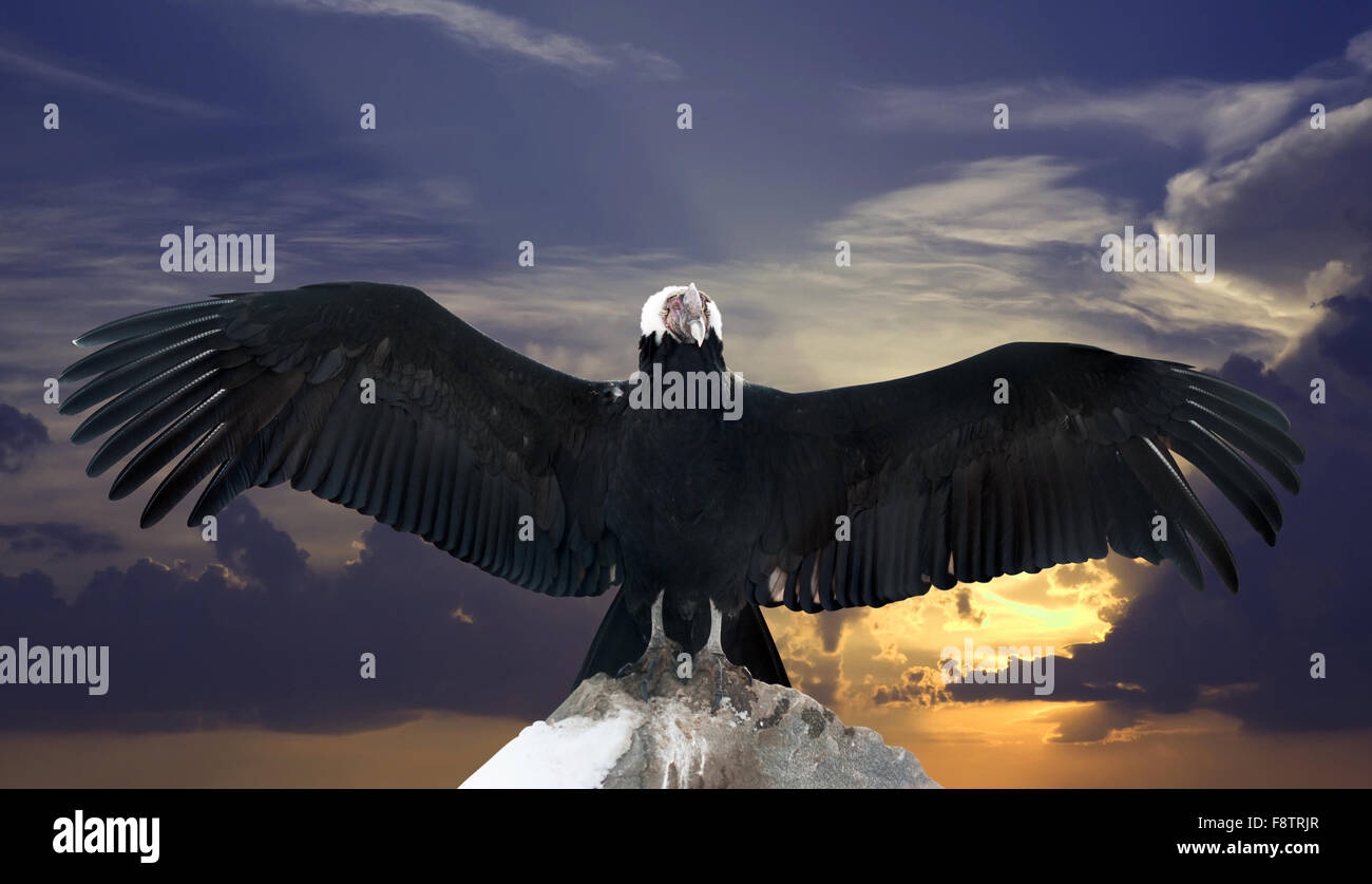 Andean condor on rock against sunset sky background Stock Photo - Alamy