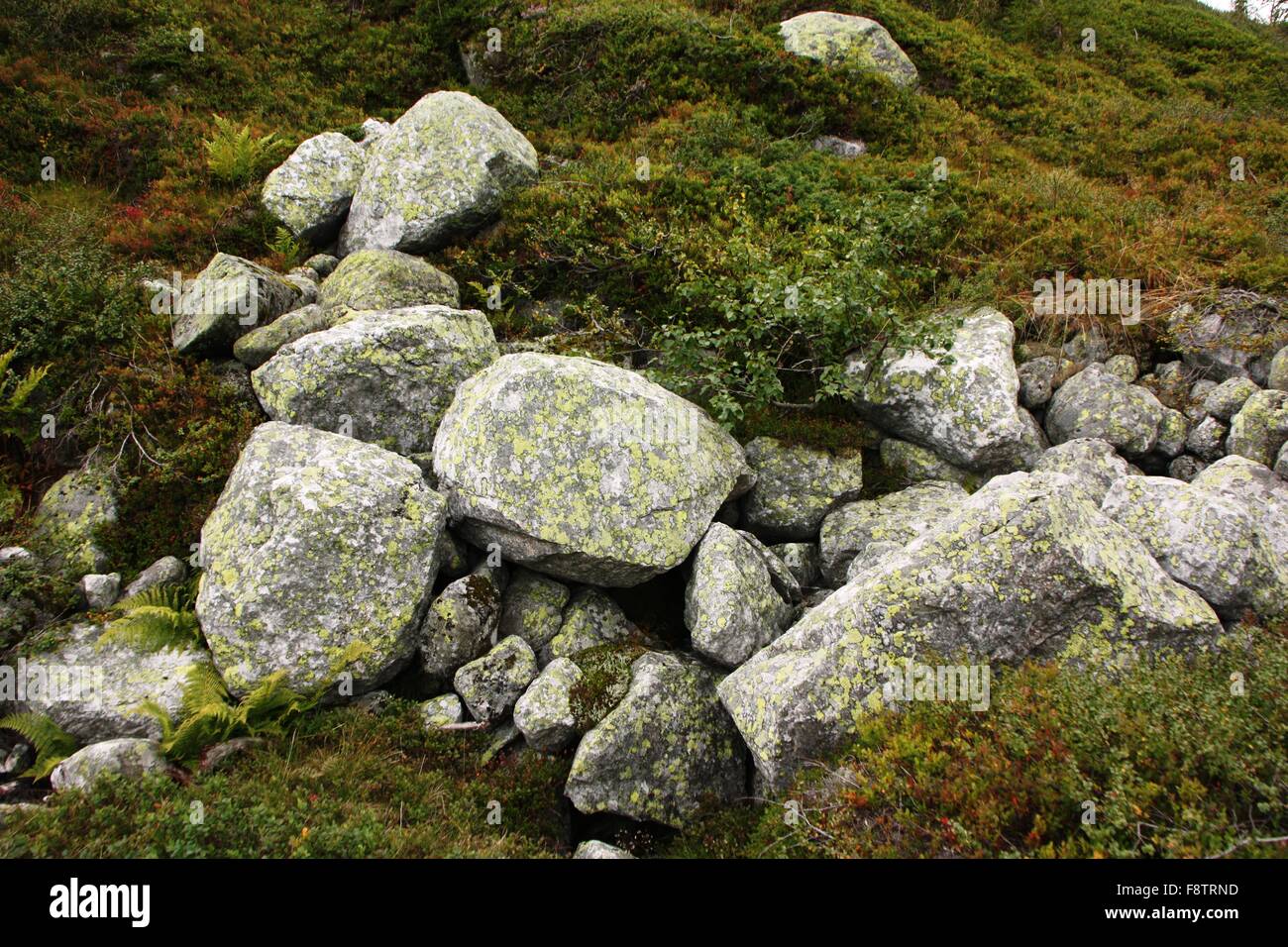 Quartz or limestone with lichen Stock Photo - Alamy