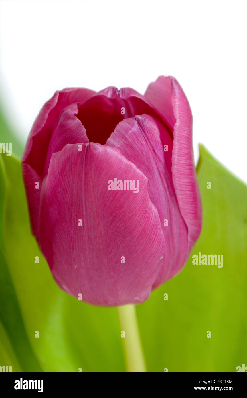 Tulip wild romance hi-res stock photography and images - Alamy