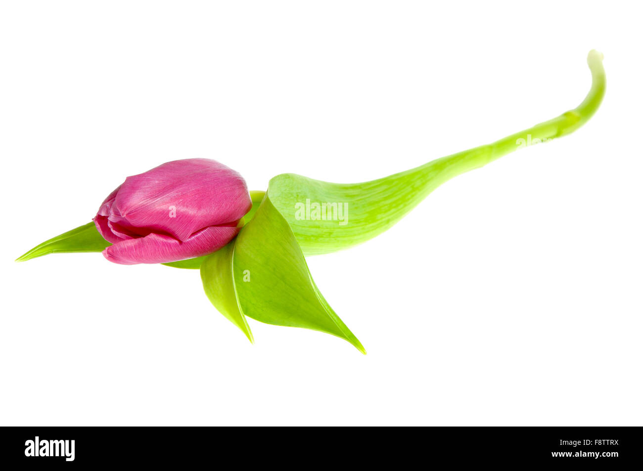 Tulip wild romance Cut Out Stock Images & Pictures - Alamy