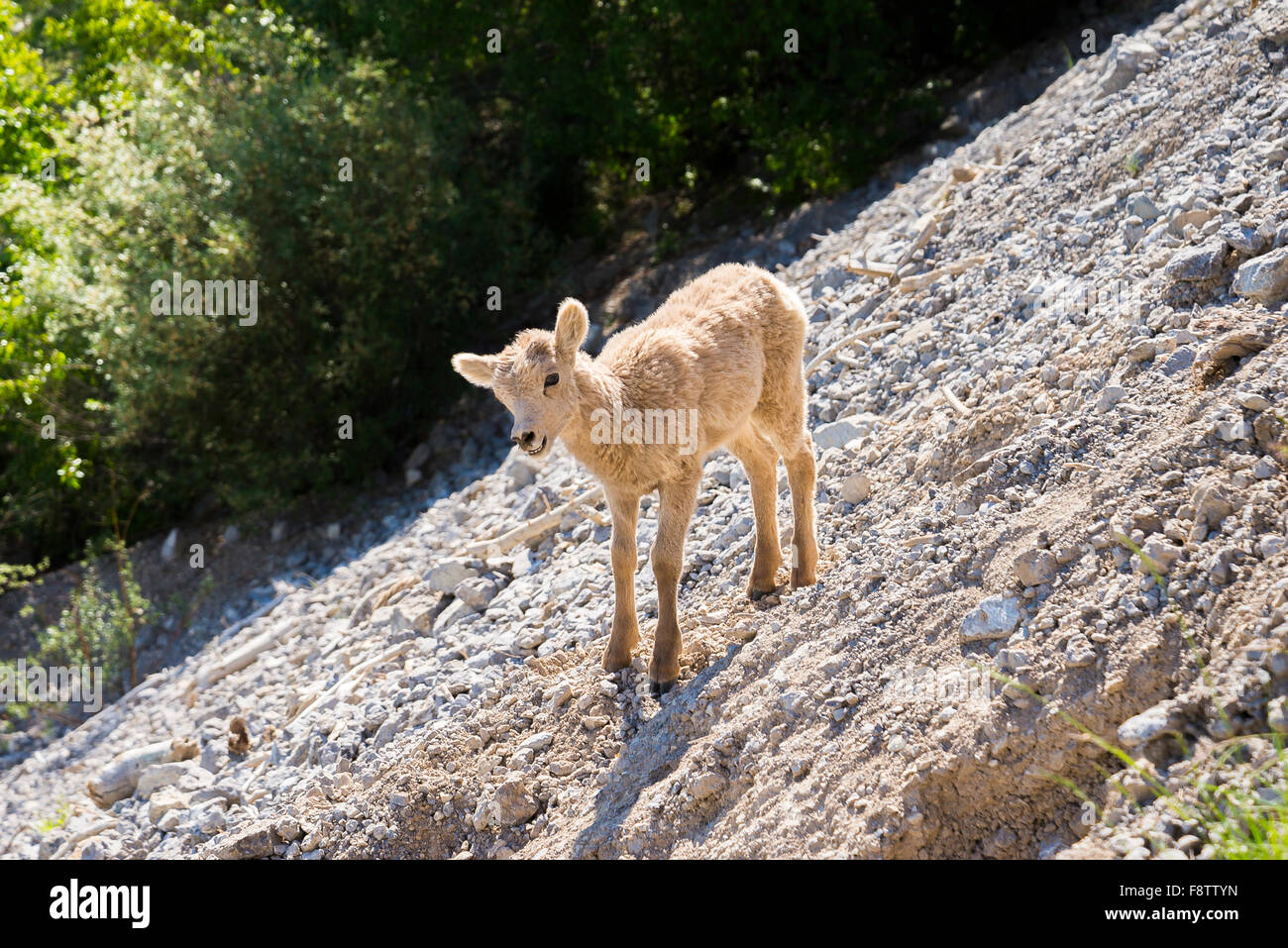 Jasper national park sheep hi-res stock photography and images - Alamy