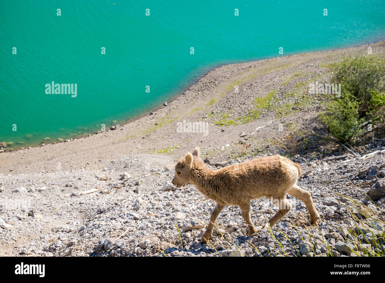 Jasper national park sheep hi-res stock photography and images - Alamy
