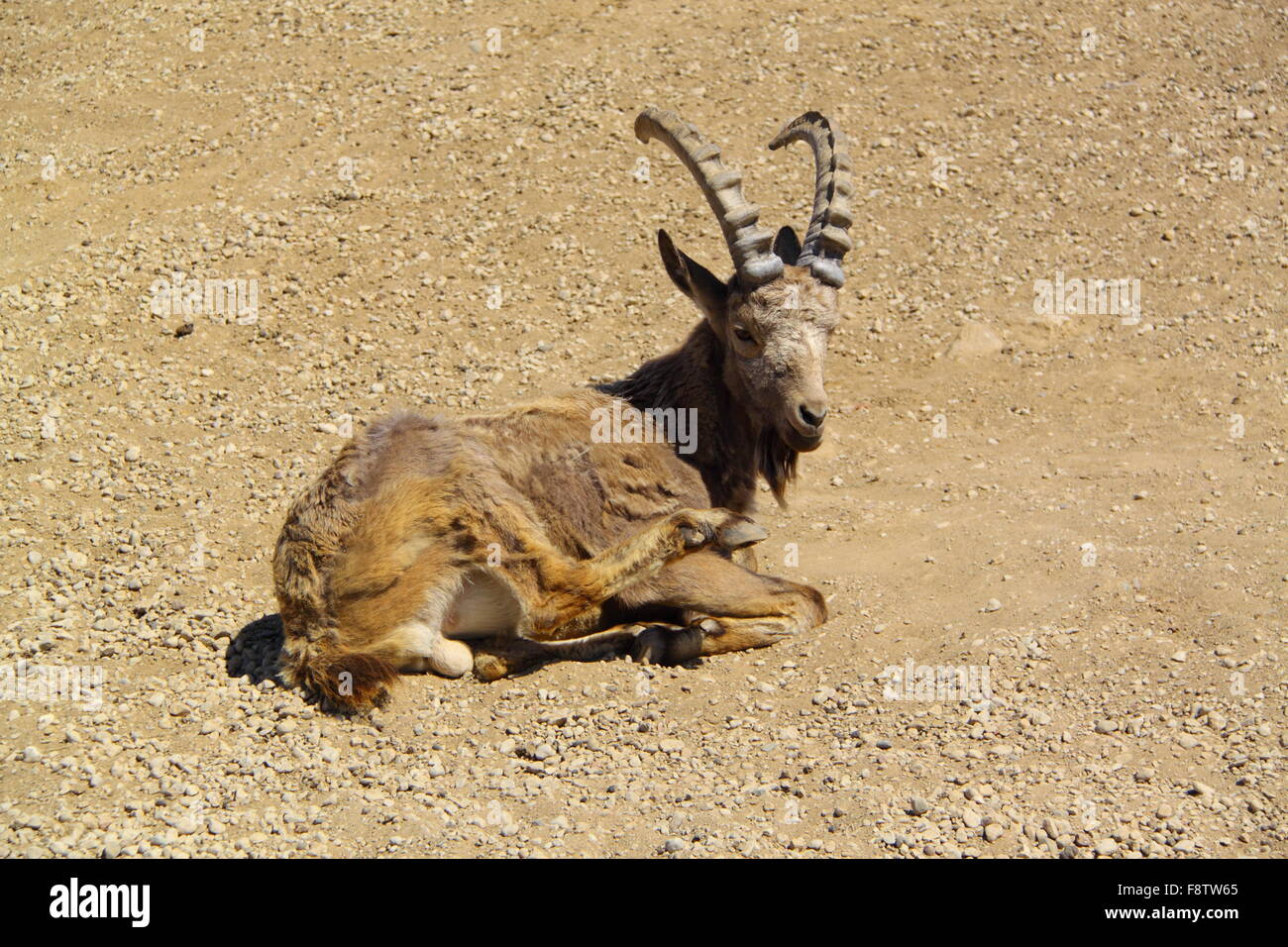Wildlife goat hi-res stock photography and images - Alamy