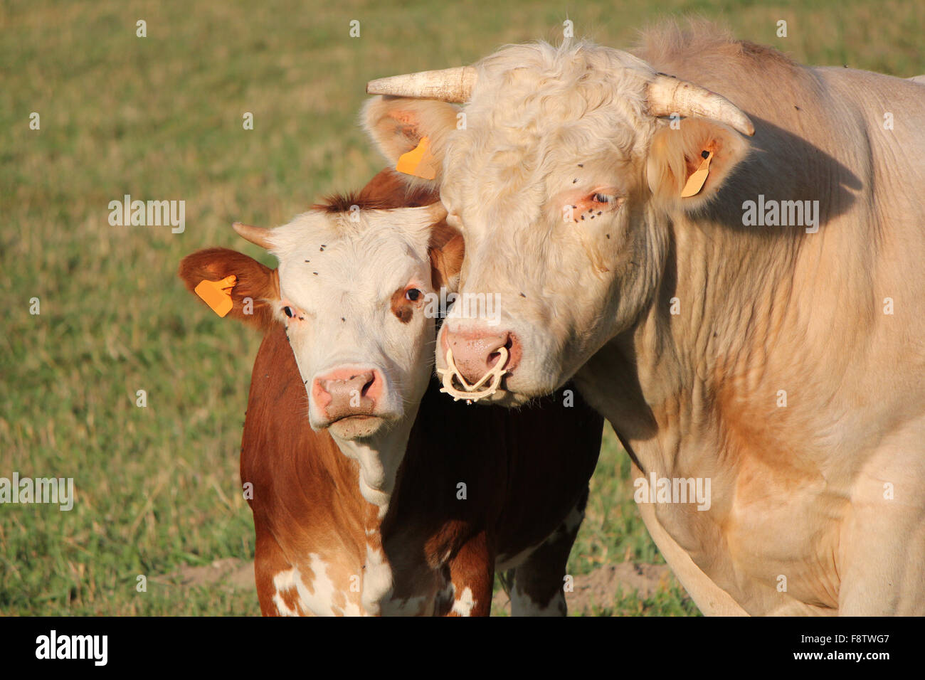 Calf and mother cow together Stock Photo - Alamy