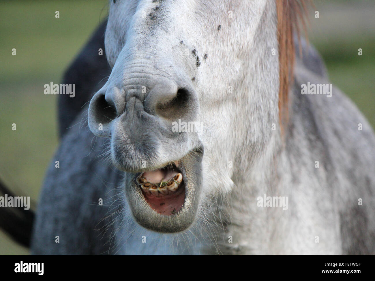 Unhappy donkey showing its teeth while braying Stock Photo - Alamy