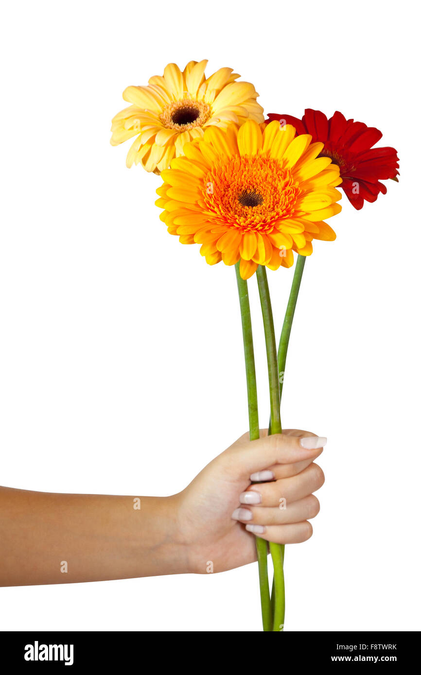 Chrysanthemum flower in hand Cut Out Stock Images & Pictures - Alamy