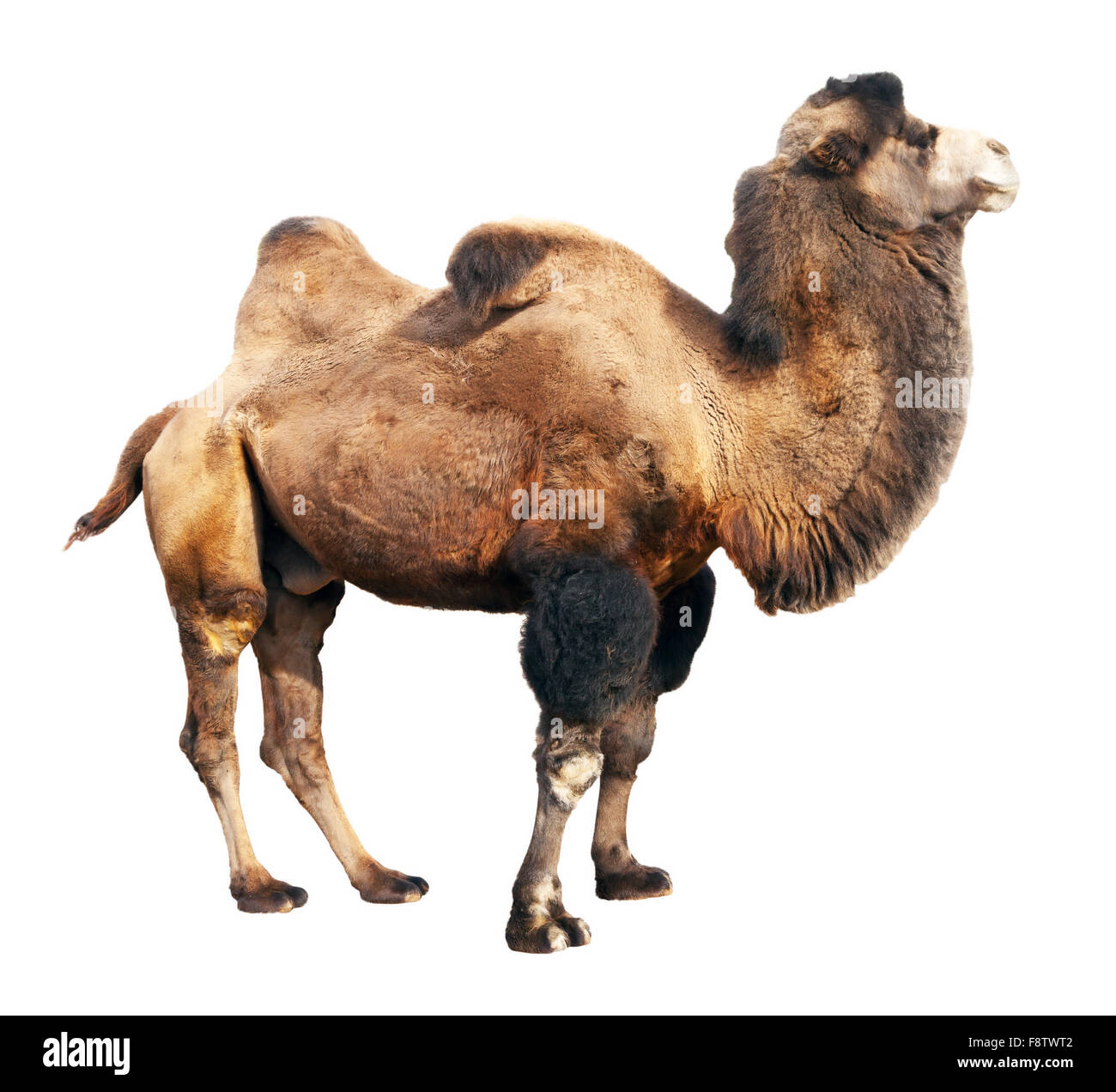 Standing bactrian camel (Camelus bactrianus). Isolated over white ...