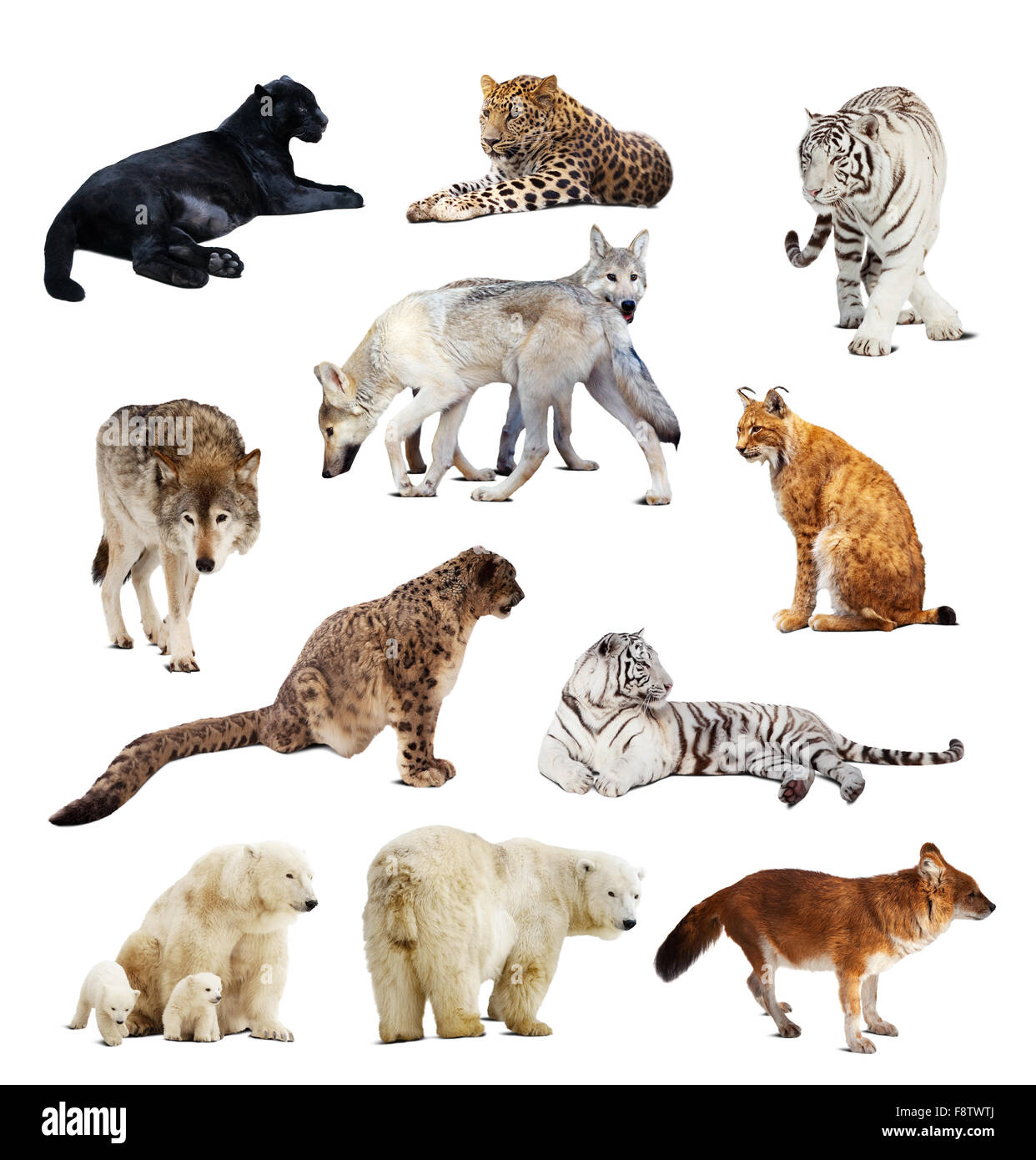 Set of images of predators. Isolated over white background with shade ...