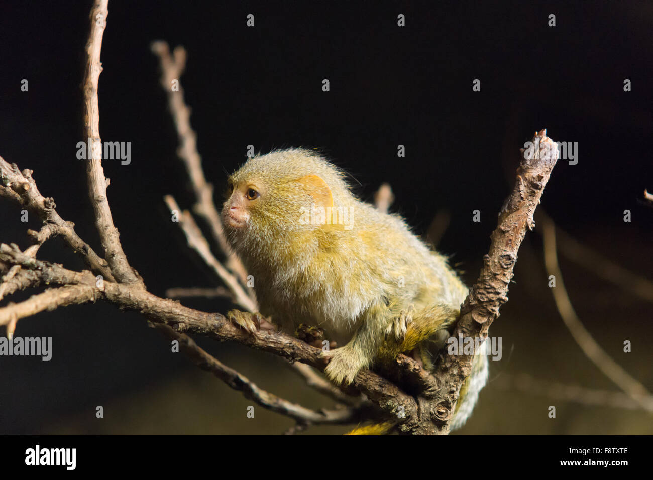 Little monkey with big monkey hi-res stock photography and images - Alamy