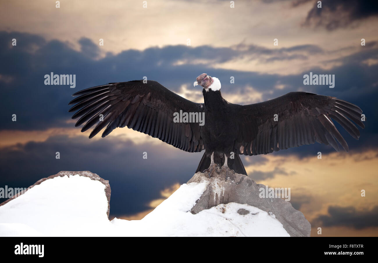 Andean condor on rock against sunset sky background Stock Photo - Alamy