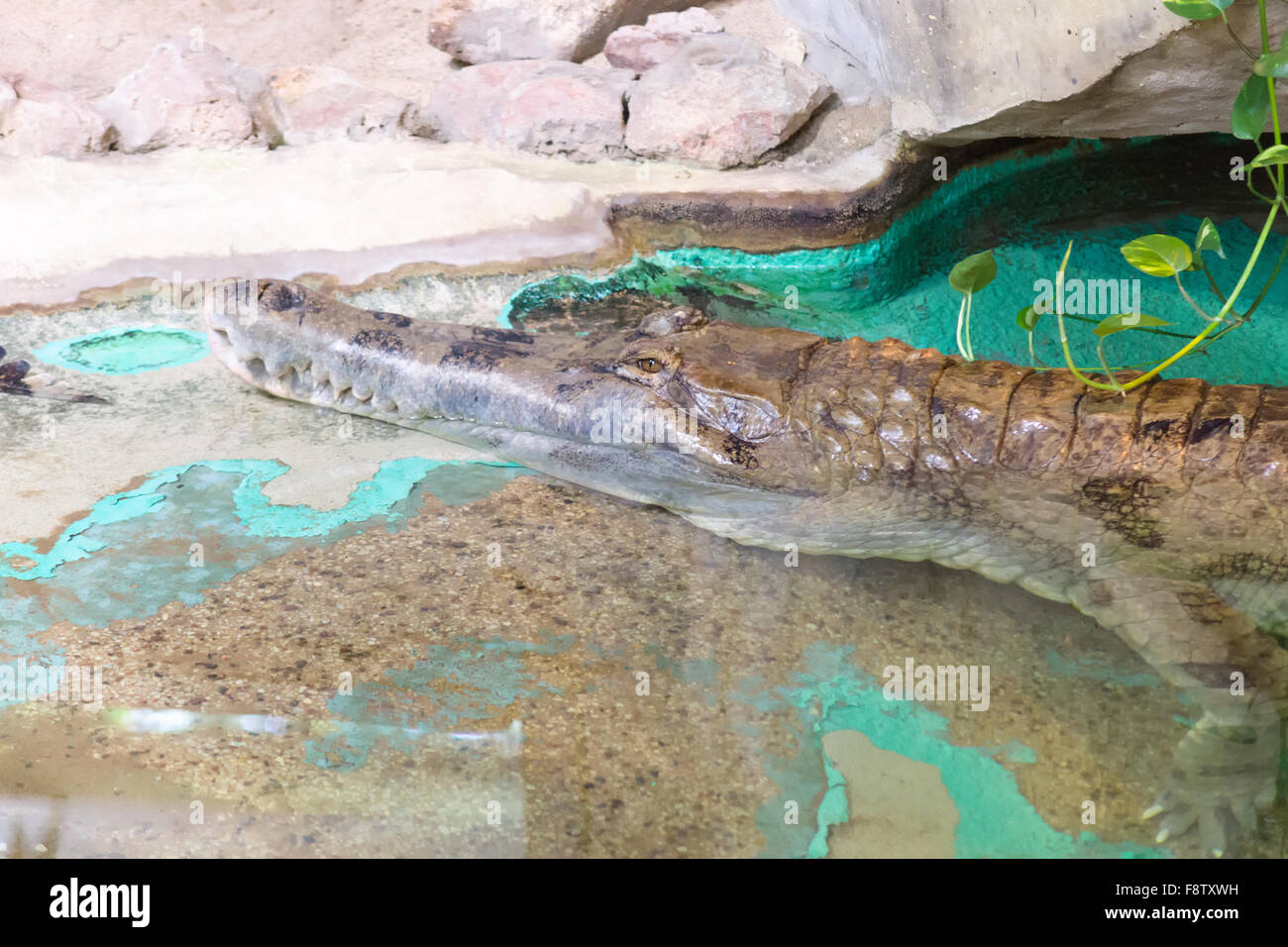 crocodiles lie in water and wait production Stock Photo - Alamy