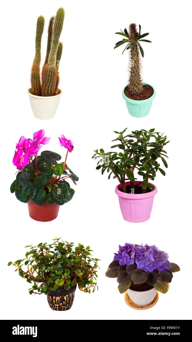 Set of houseplant in pots. Isolated on white background Stock Photo - Alamy