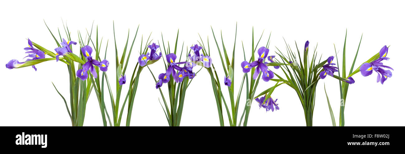 blue iris border. Isolated on white background Stock Photo - Alamy