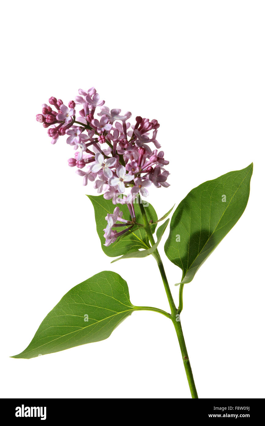 Lilac color Cut Out Stock Images & Pictures - Alamy