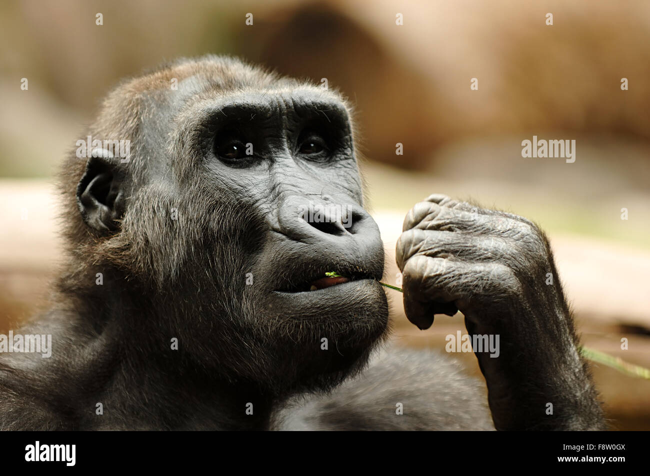 Ape eating grass Stock Photo - Alamy