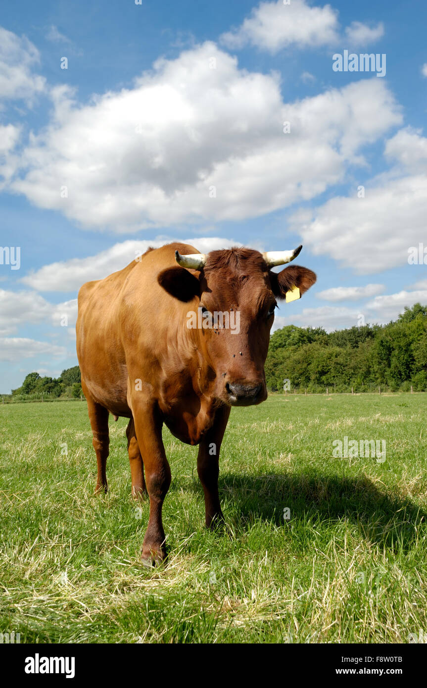 Cow on field Stock Photo - Alamy