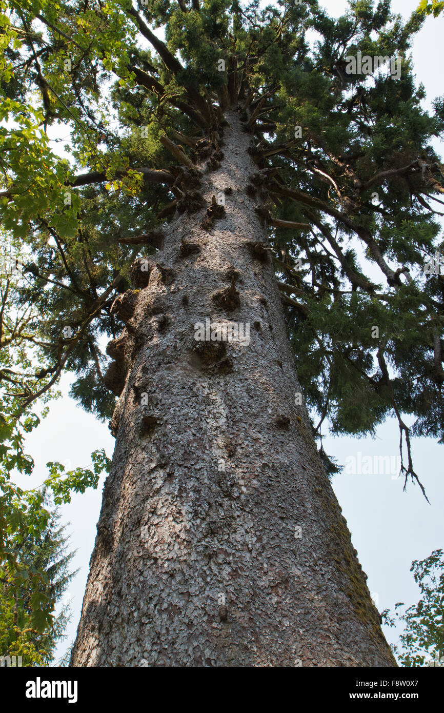 Worlds Largest Spruce Tree Stock Photo - Alamy
