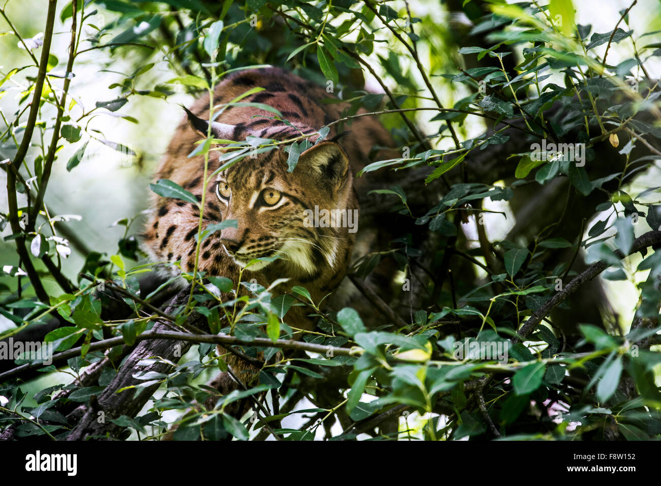 Hidden lynx hi-res stock photography and images - Alamy