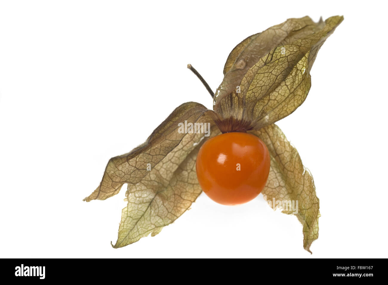 physalis fruit closeup isolated on white Stock Photo - Alamy