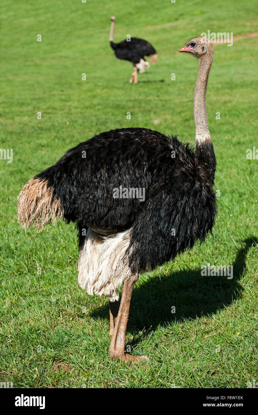 Two common ostrich (Struthio camelus) males in grassland Stock Photo ...