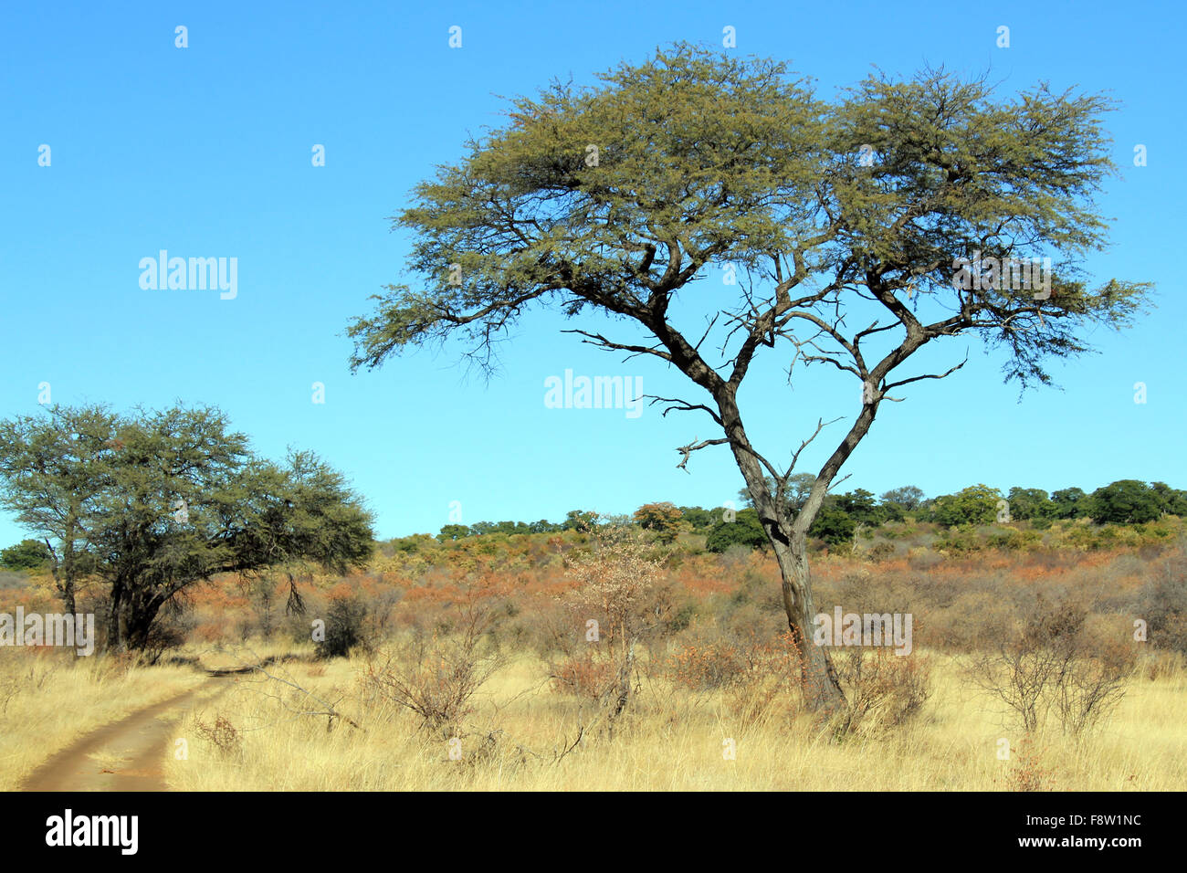 Mahangu National Park. Caprivi Strip, Namibia Stock Photo - Alamy
