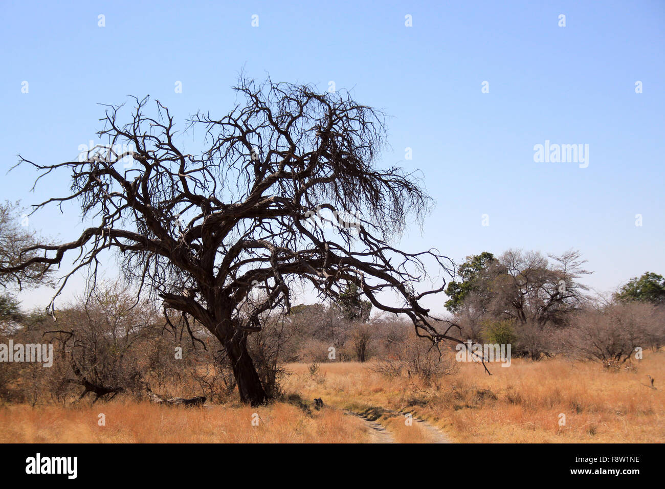 Mahangu National Park. Caprivi Strip, Namibia Stock Photo - Alamy